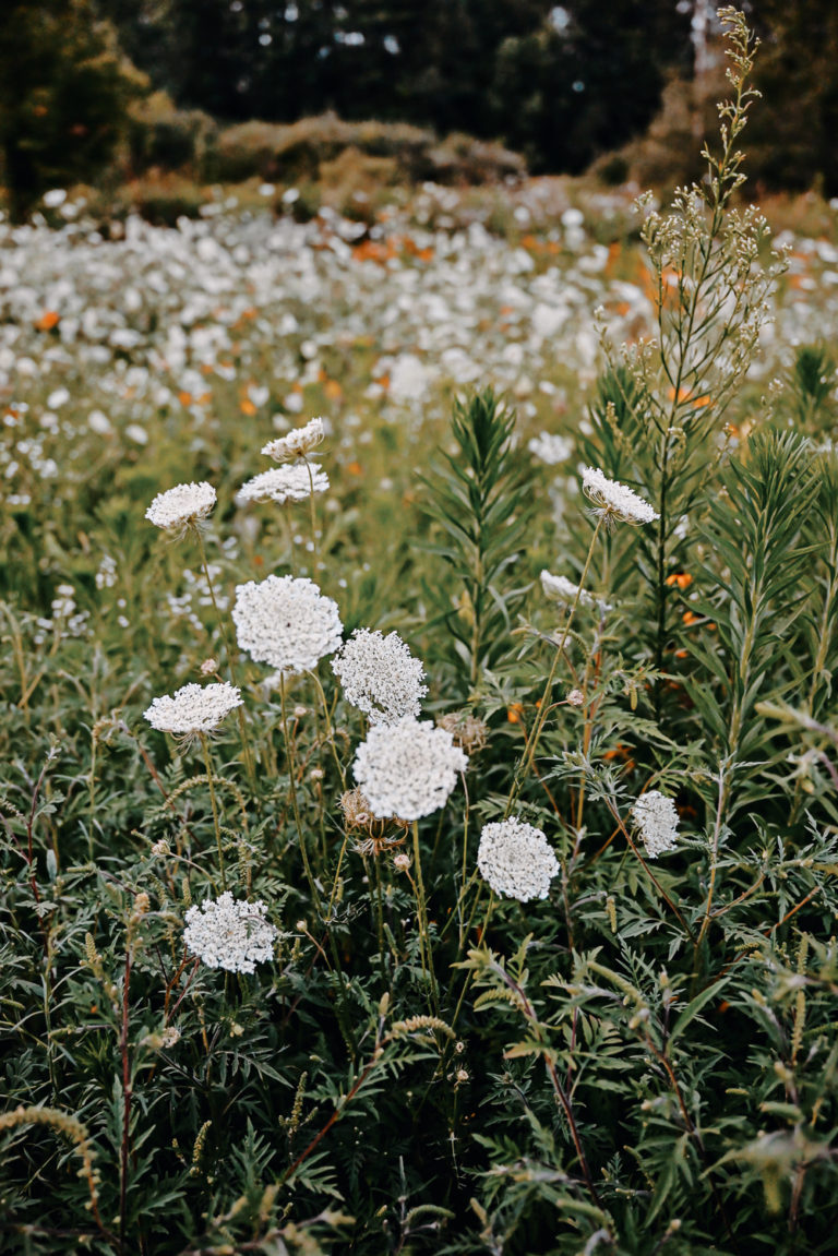 The Flower Fields at Schell Family Farm – With Wonder and Whimsy