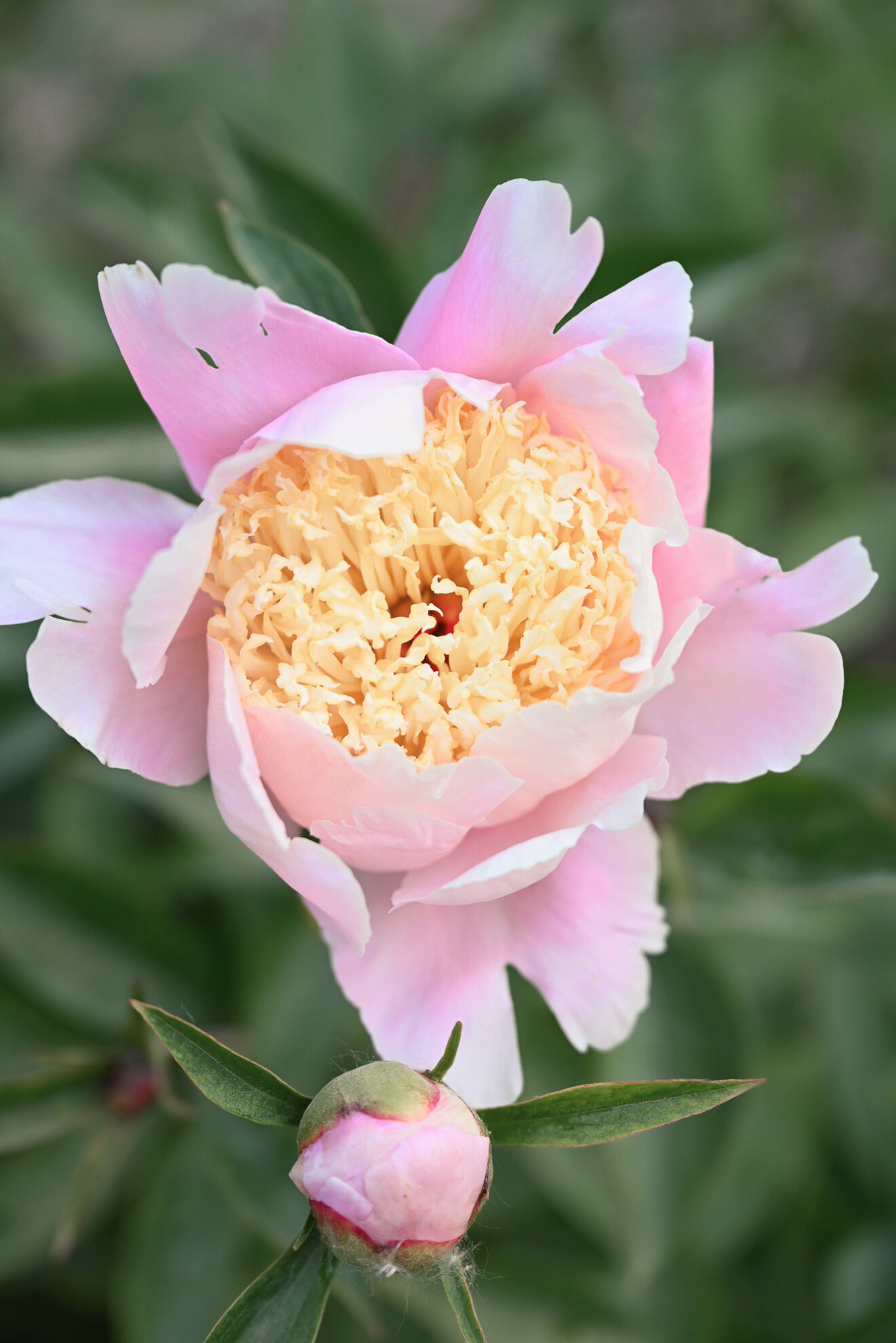 The Peony Garden at Nichols Arboretum - With Wonder and Whimsy
