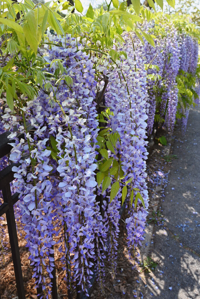 Afternoon Tea and Garden Date in Kitchener and Burlington Ontario (27 ...