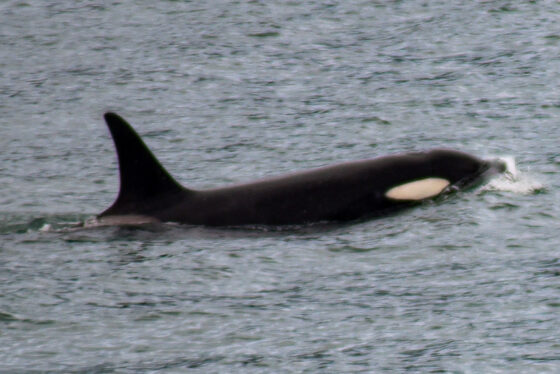 Alaskan Dream Cruises Juneau Travel Blog (34) - With Wonder and Whimsy