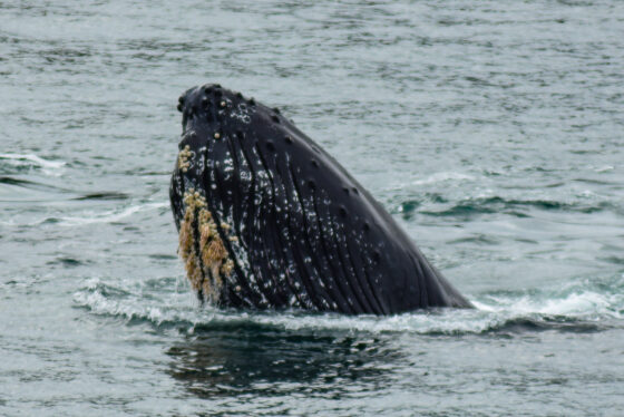 Alaskan Dream Cruises Juneau Travel Blog (41) - With Wonder and Whimsy