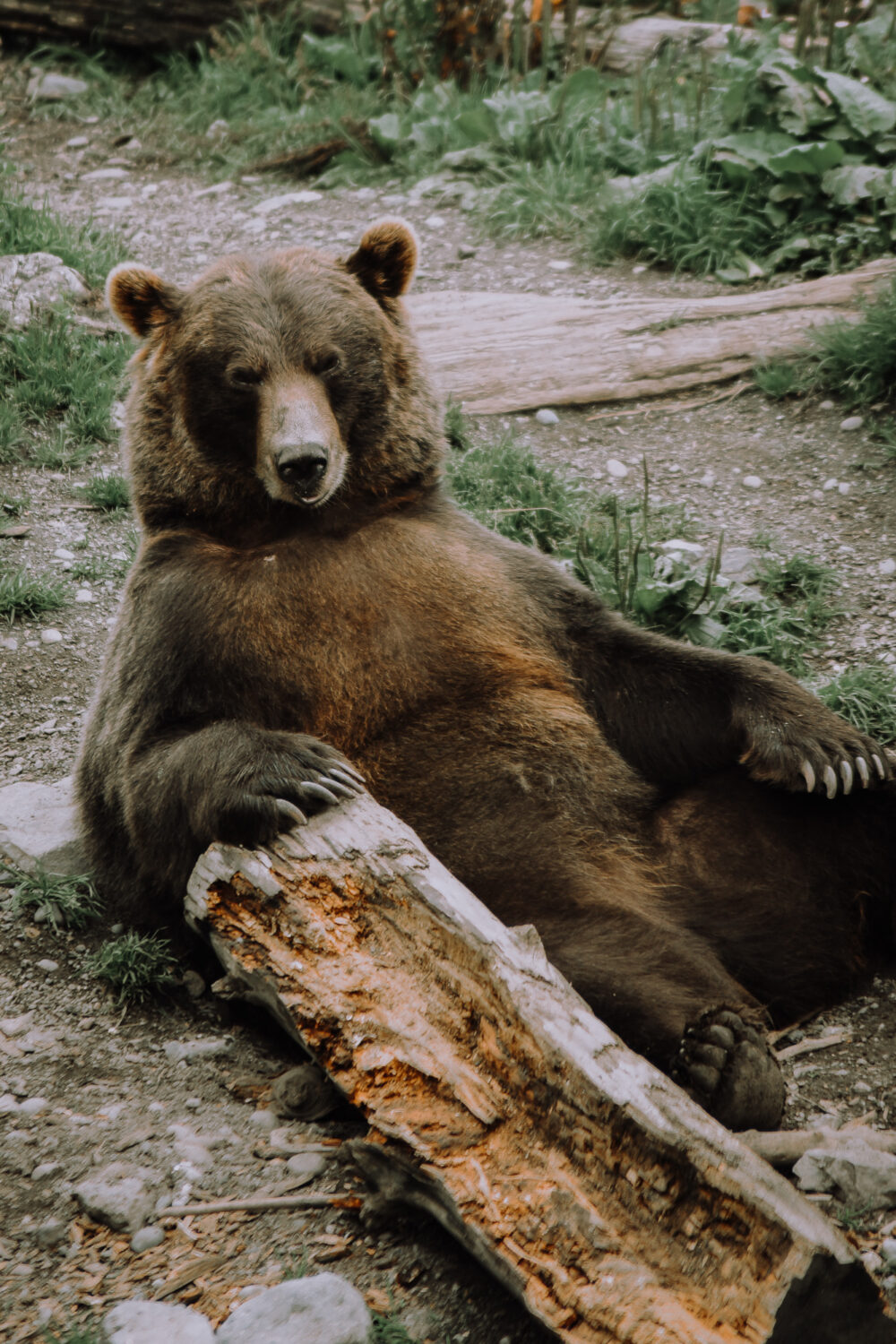 Alaskan Dream Cruises Travel Blog Day 1 Sitka 18 - With Wonder and Whimsy