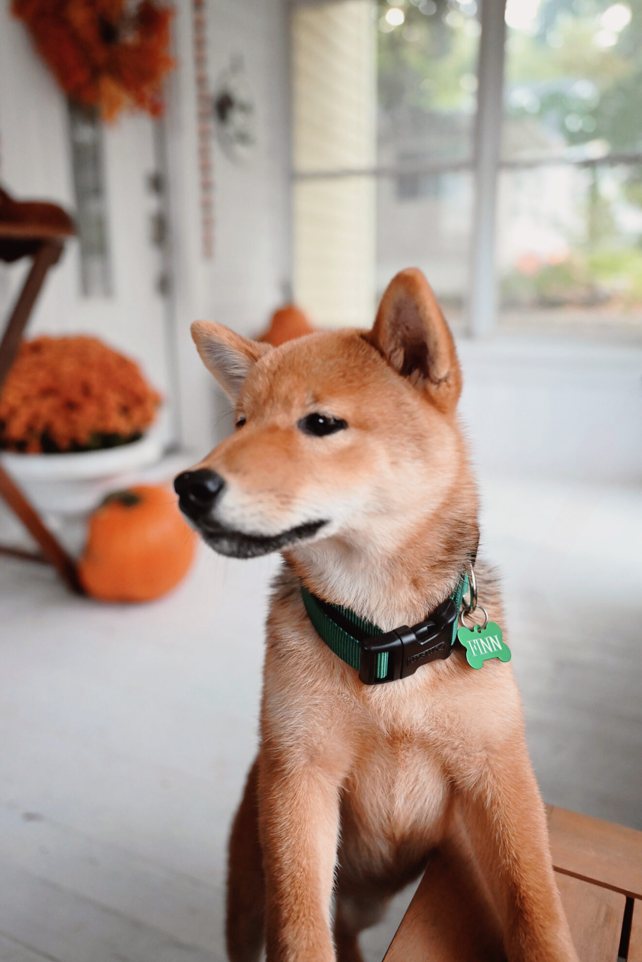 Fall Front Porch Family Portraits - With Wonder and Whimsy