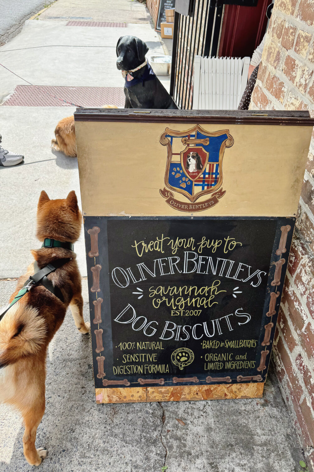 Traveling to Savannah with Dogs (5) - With Wonder and Whimsy
