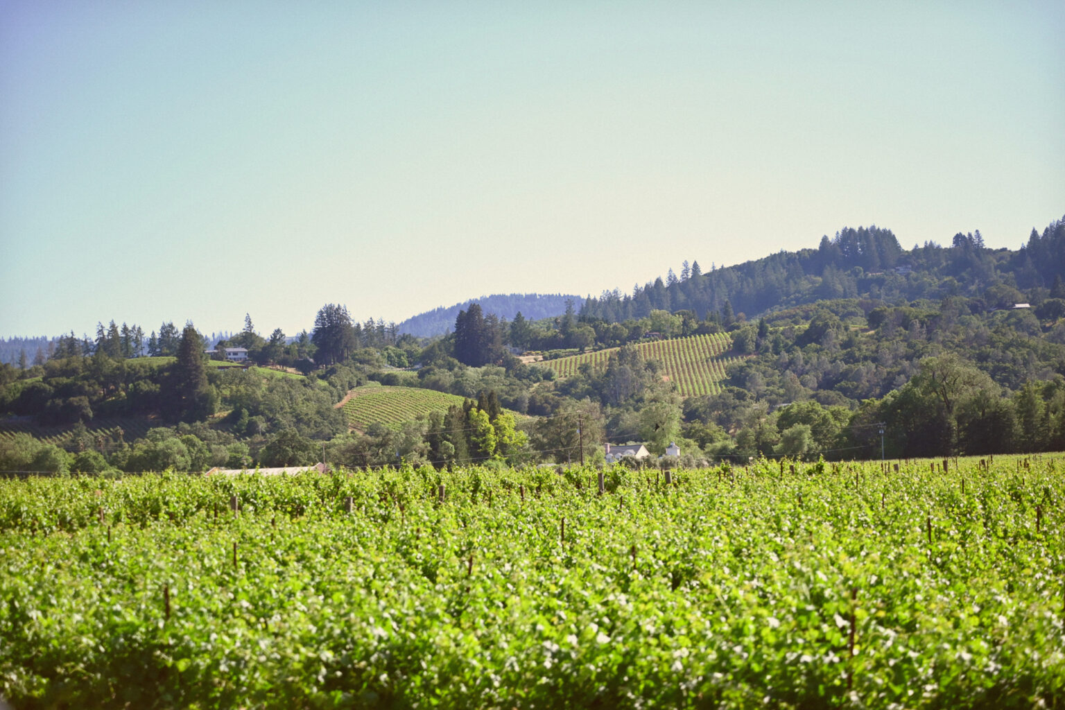 Napa and Sonoma Travel Guide - With Wonder and Whimsy